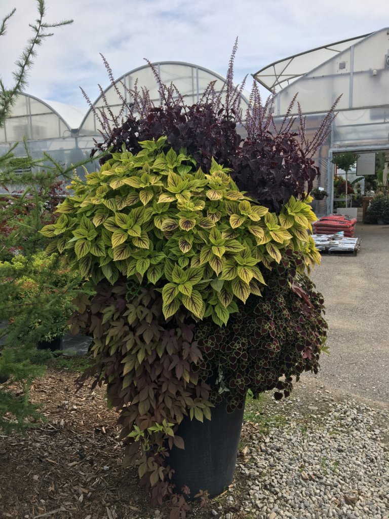 IMG_0308 - Everest Trees