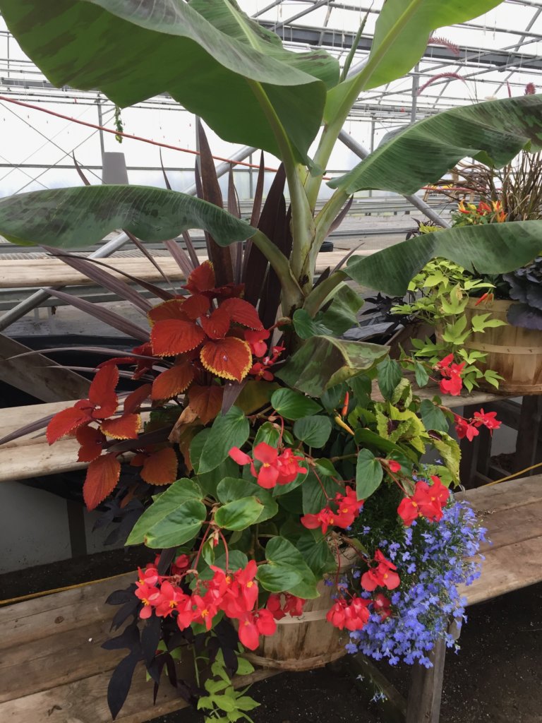 IMG_7175 - Everest Trees