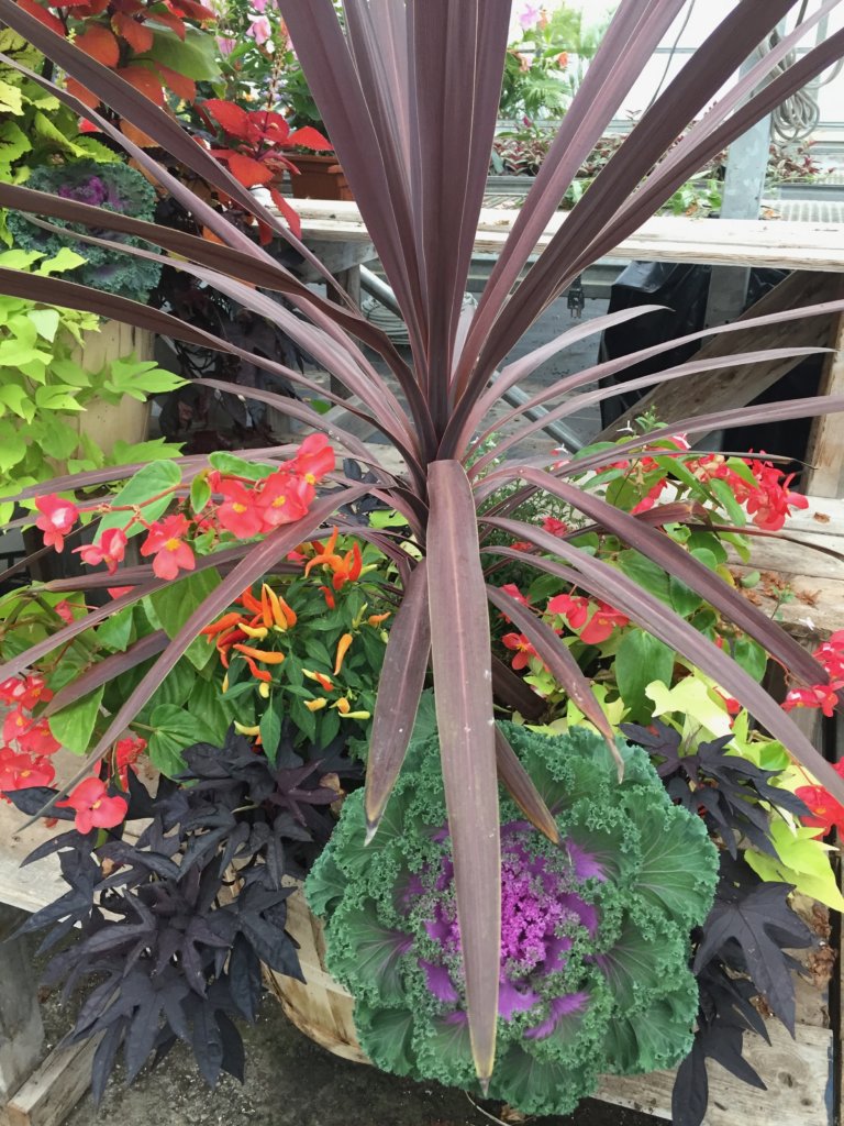 IMG_7176 - Everest Trees