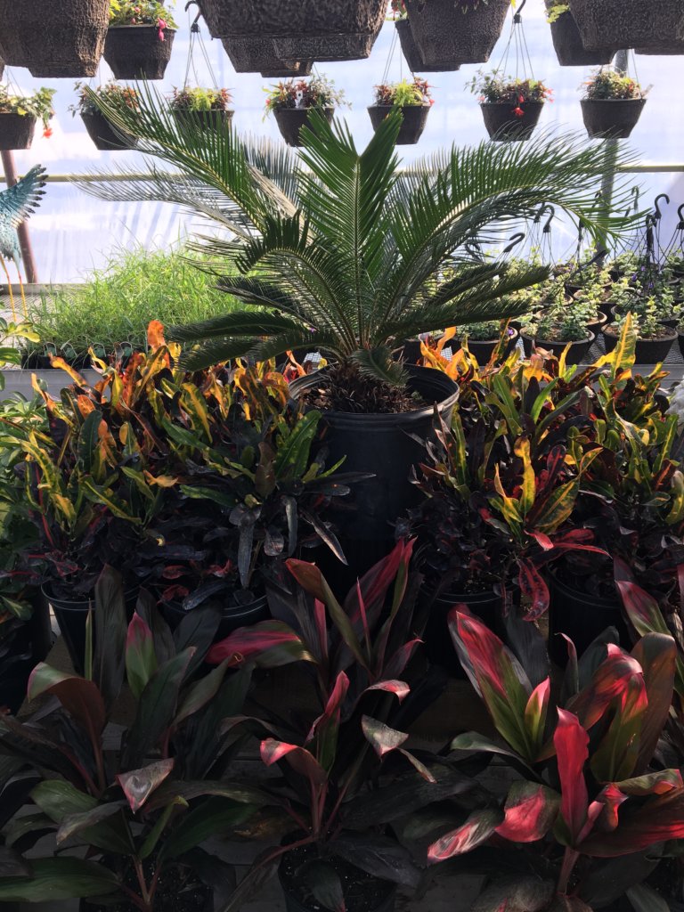 IMG_8184 - Everest Trees