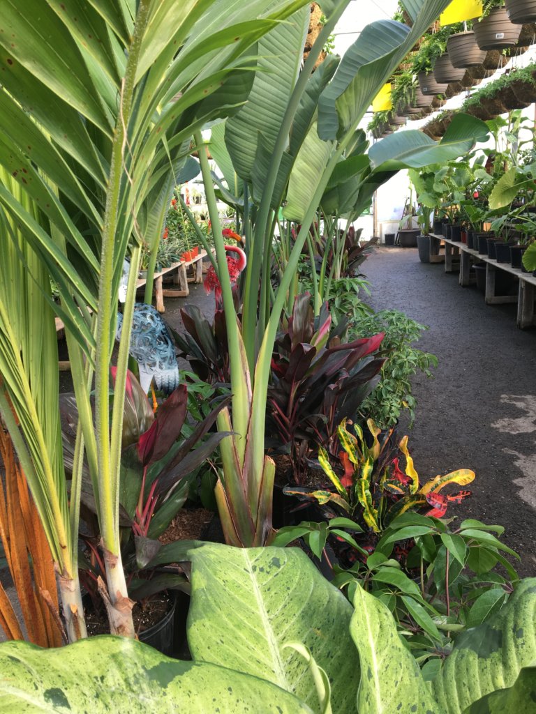 IMG_8199 - Everest Trees